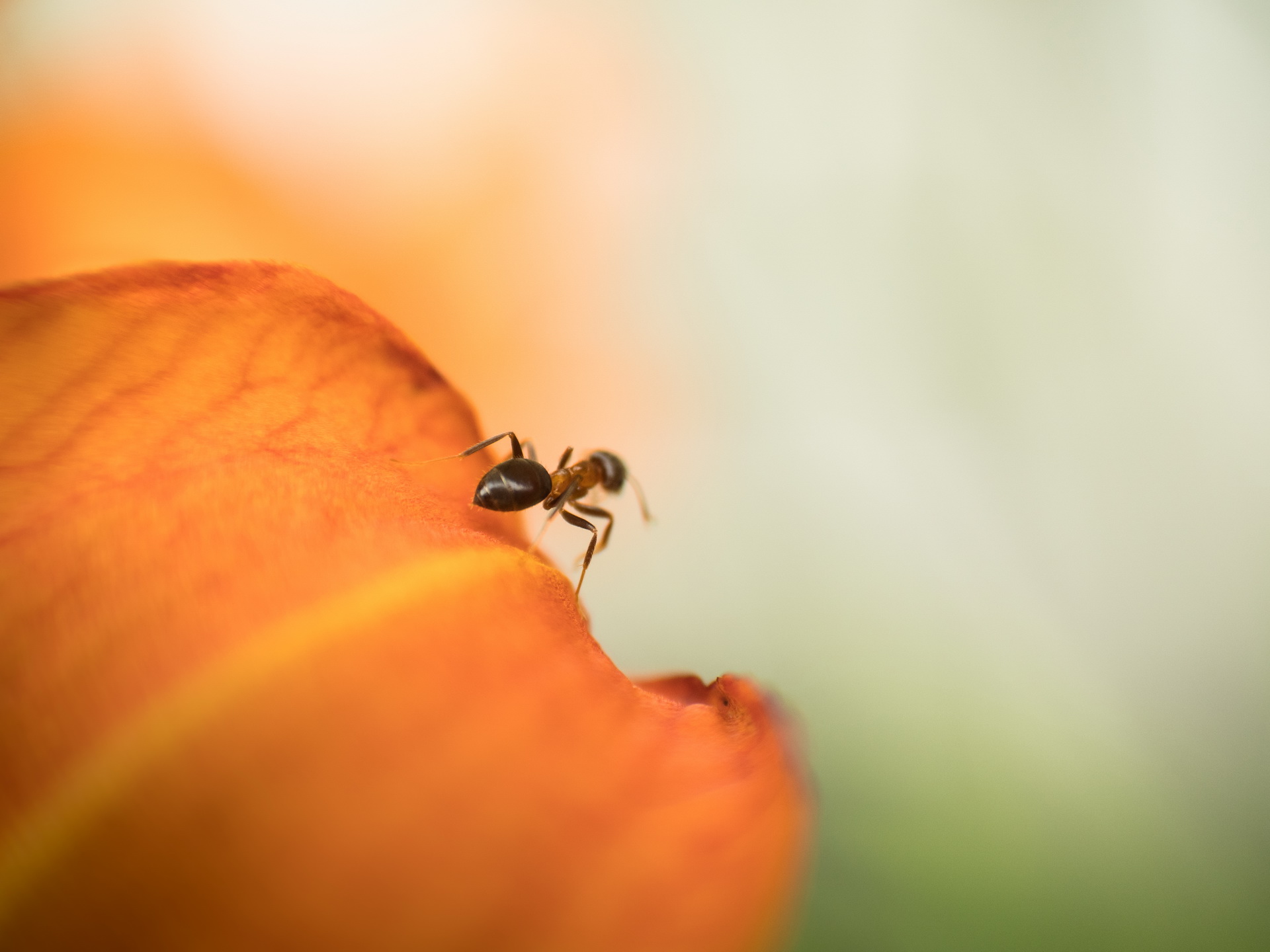 MACRO insecte – Fabienne Clin
